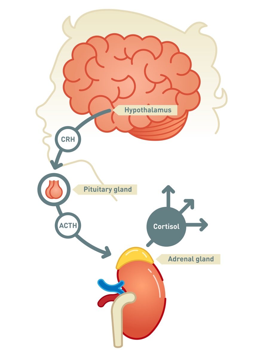 Definition And Facts Of Adrenal Insufficiency And Addisons Disease Niddk