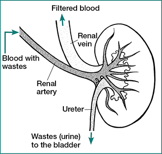 Your Kidneys & How They Work | NIDDK