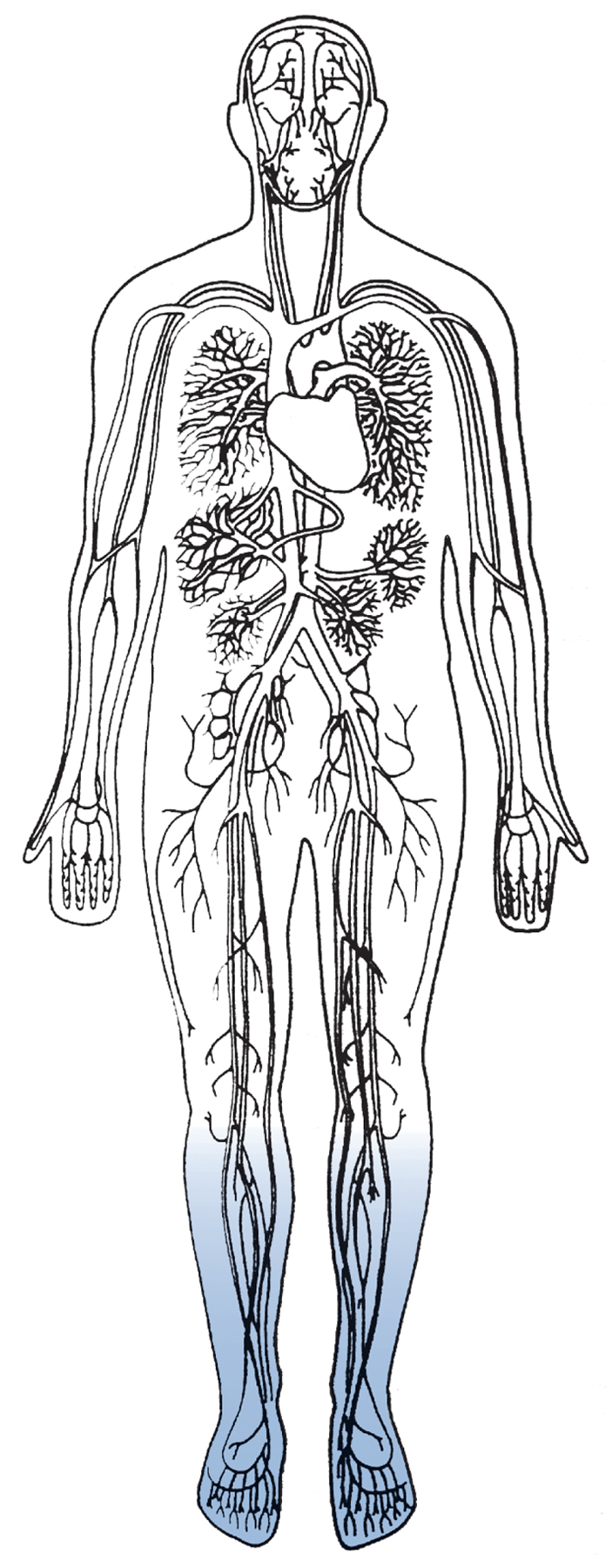 Human Body Systems Clipart Black And White