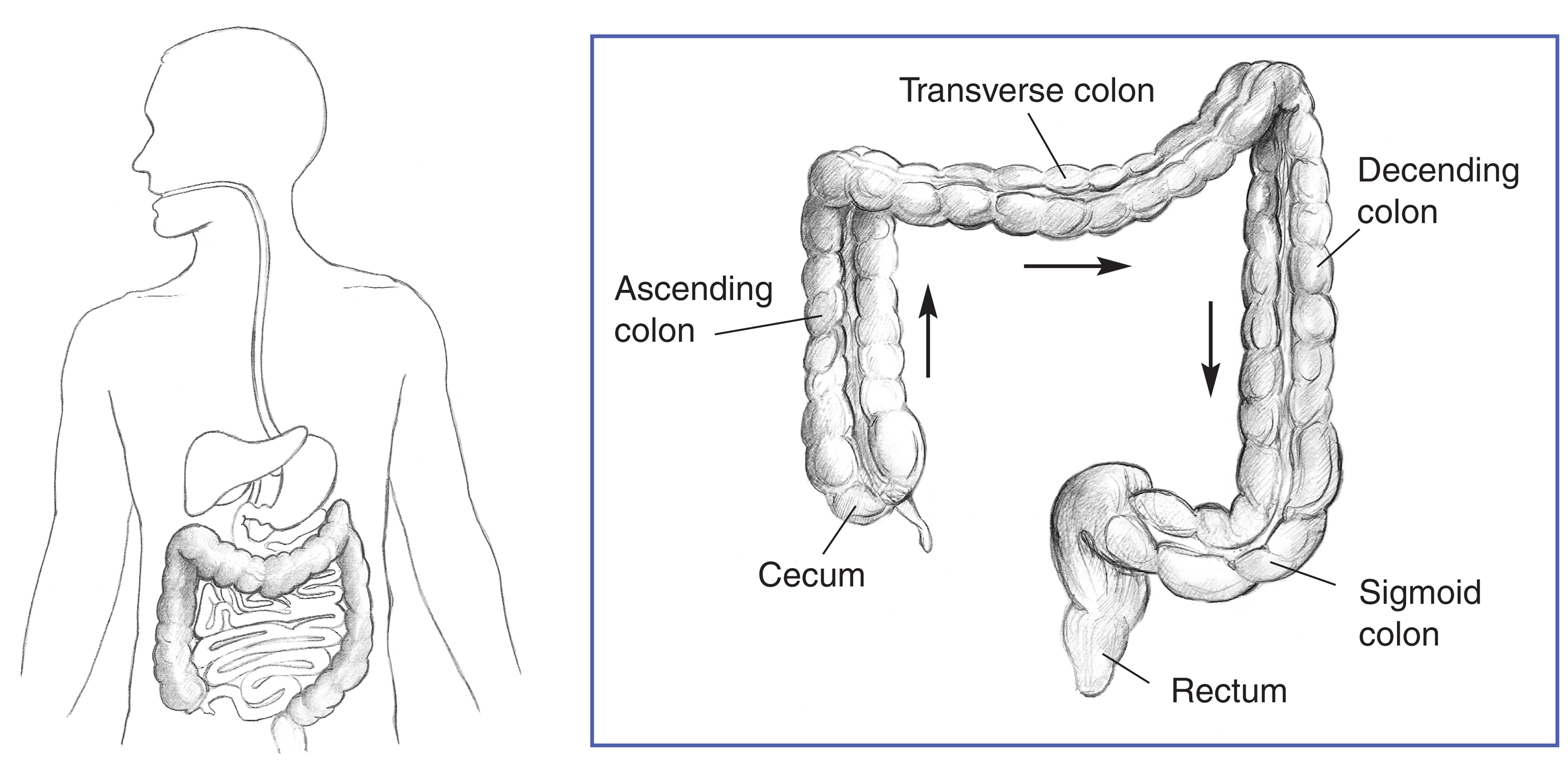 Lower GI Tract | Media Asset | NIDDK