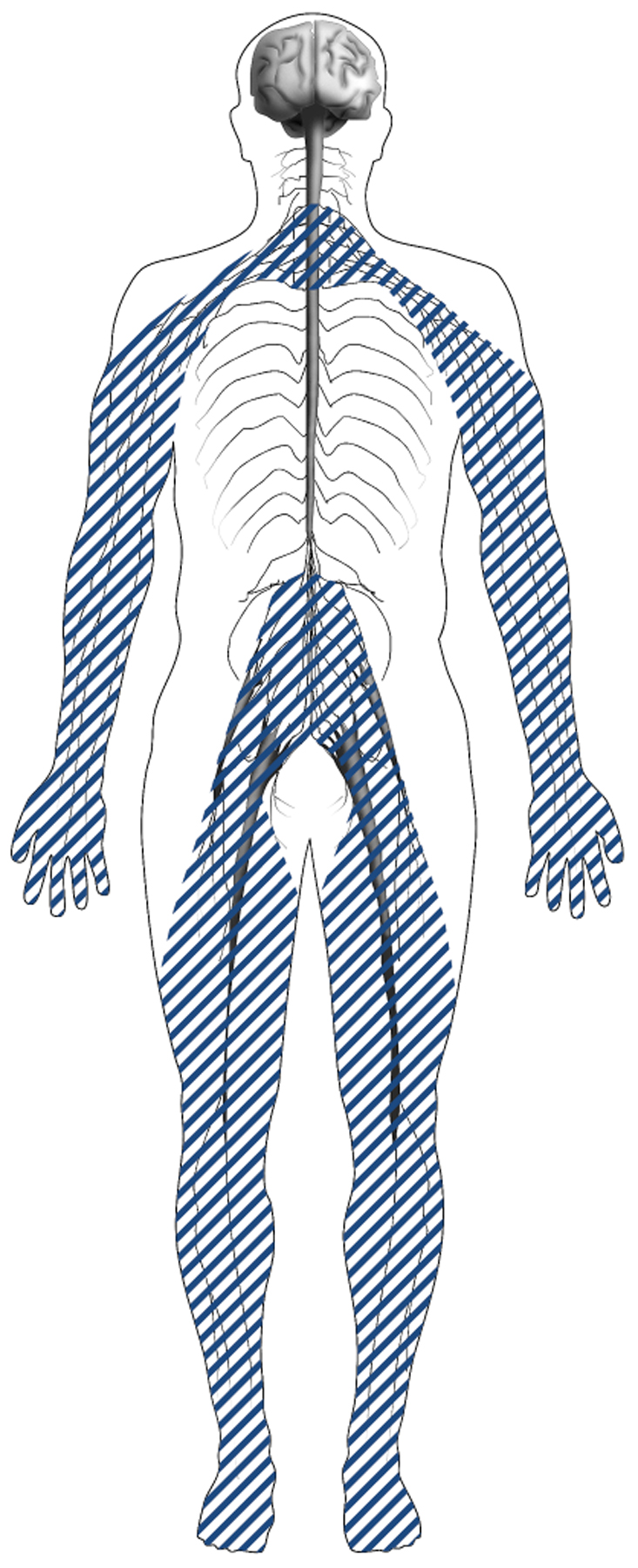 Location of Nerves Affected by Peripheral Neuropathy | Media Asset | NIDDK