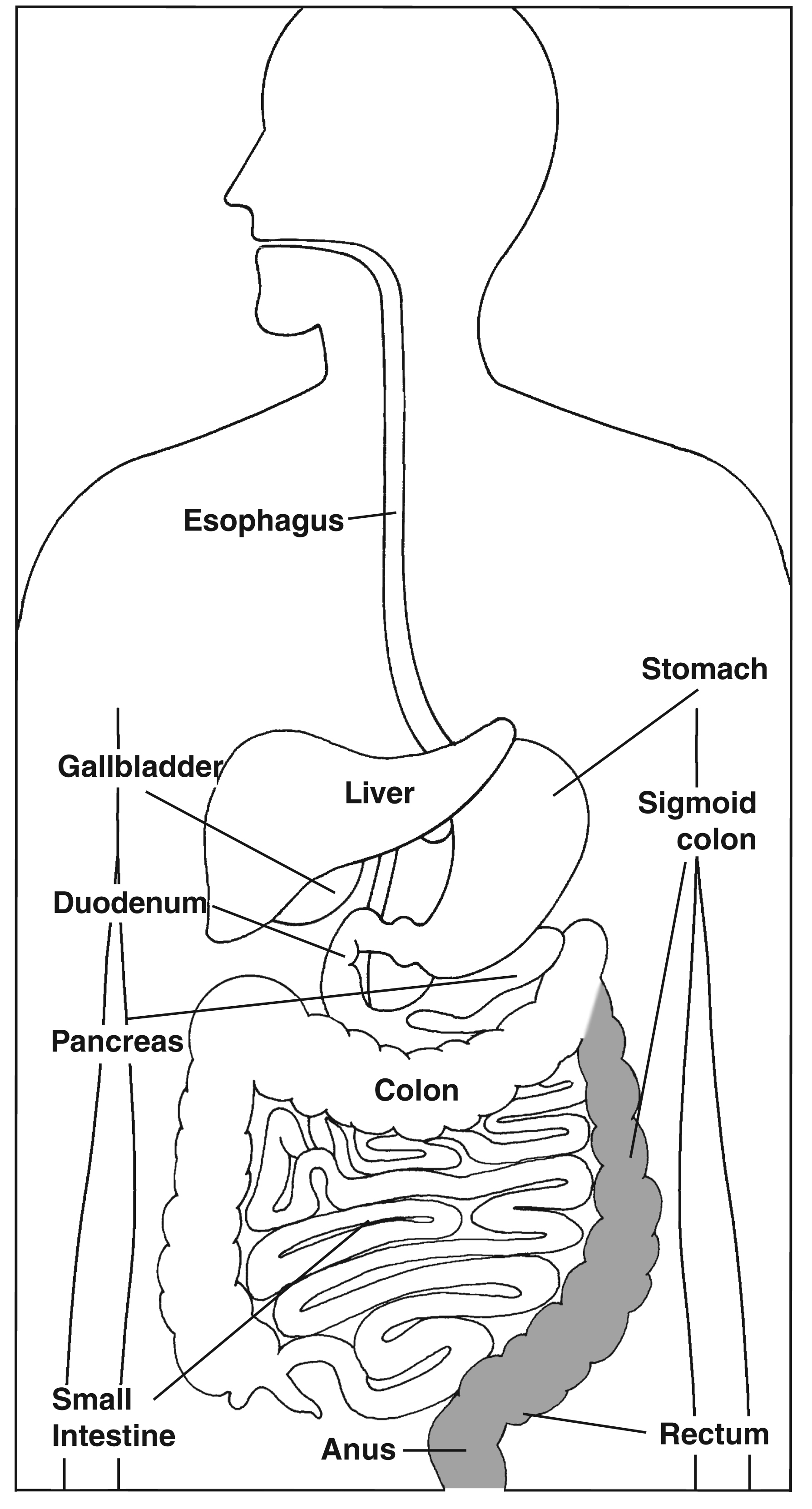 The Digestive System Focusing on the Sigmoid Colon, Rectum, and Anus ...