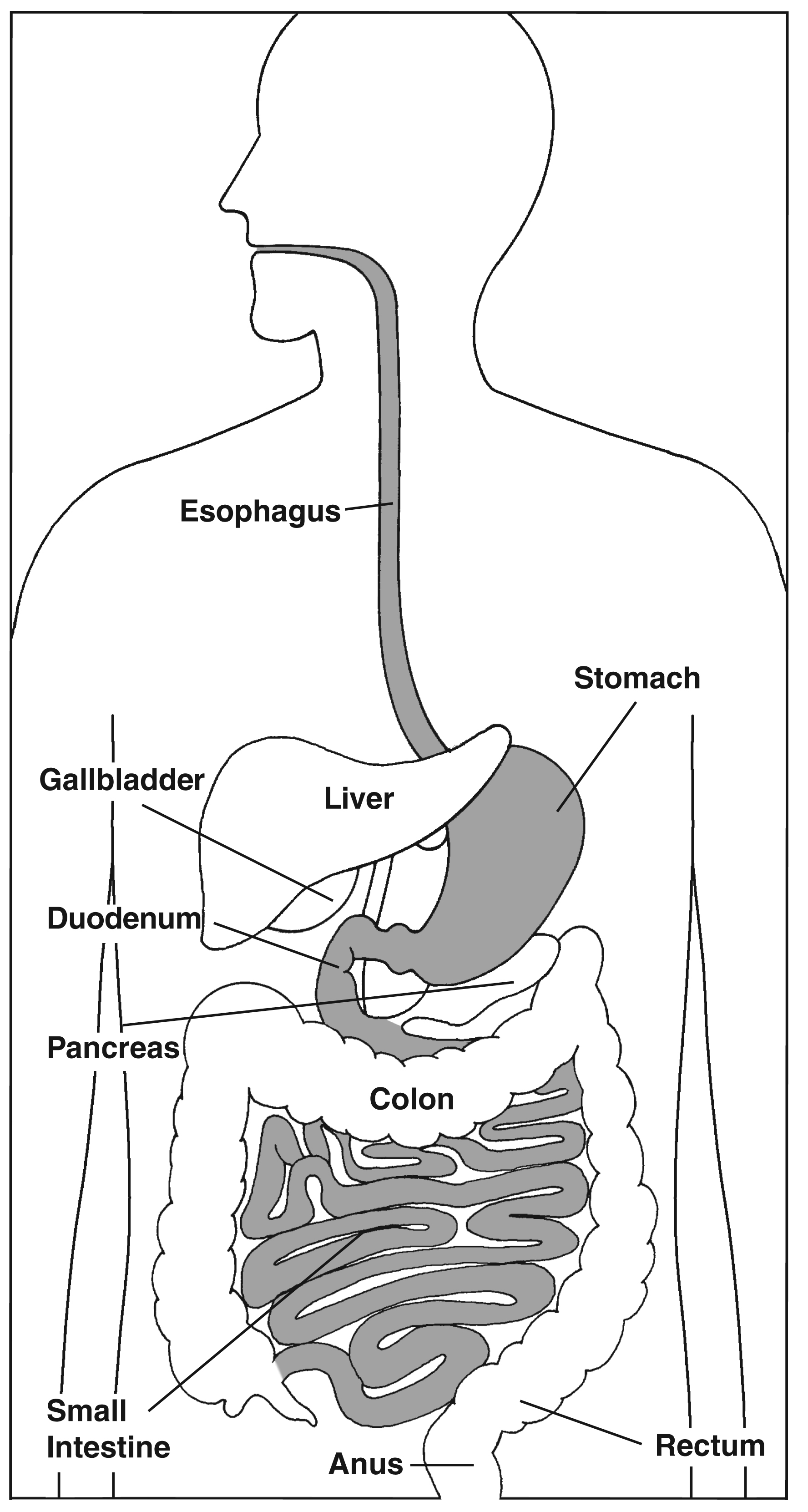 The Digestive System Focusing on the Esophagus, Stomach, Duodenum, and ...