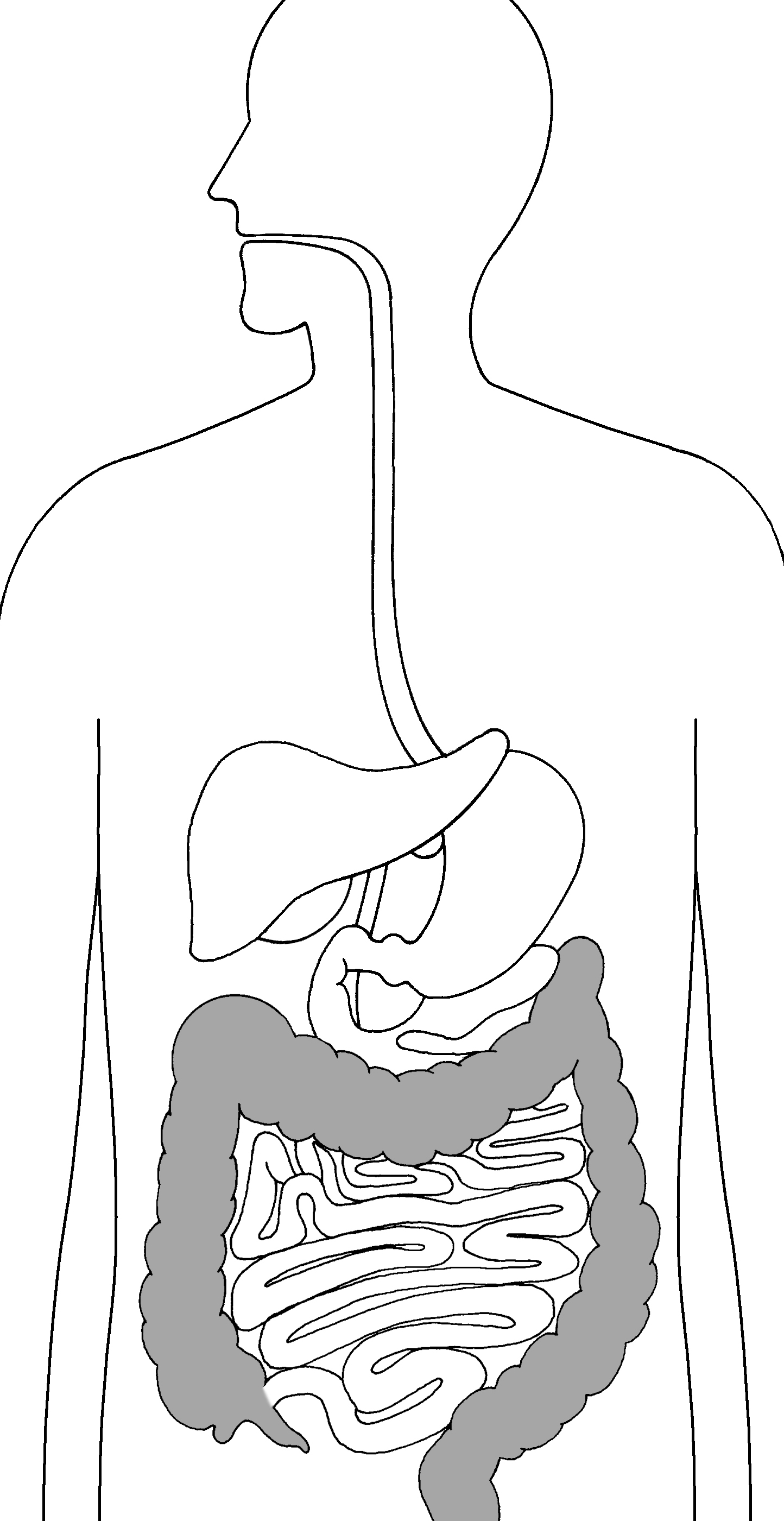 The Digestive System Focusing on the Colon | Media Asset | NIDDK