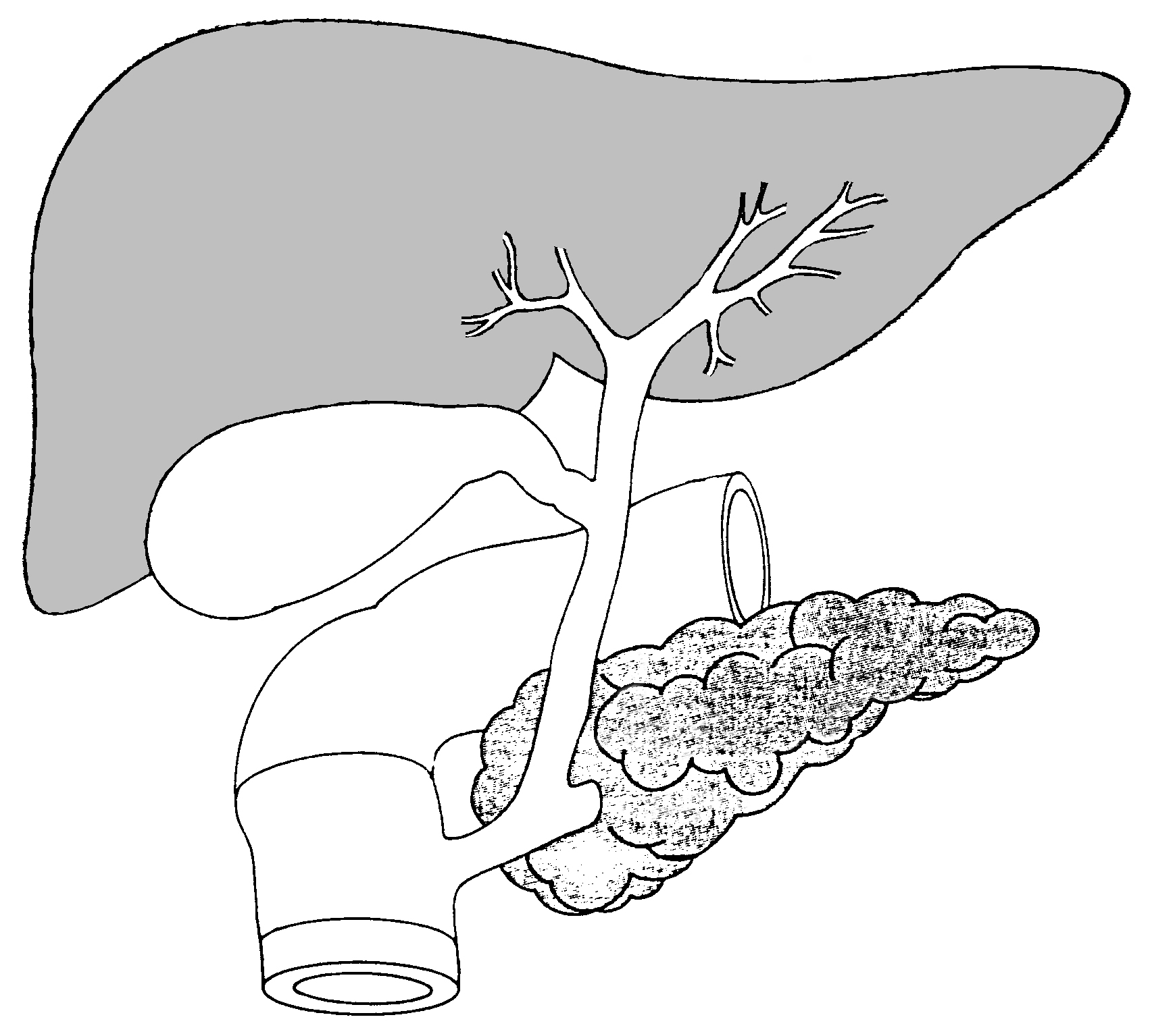Liver Diagram Unlabeled