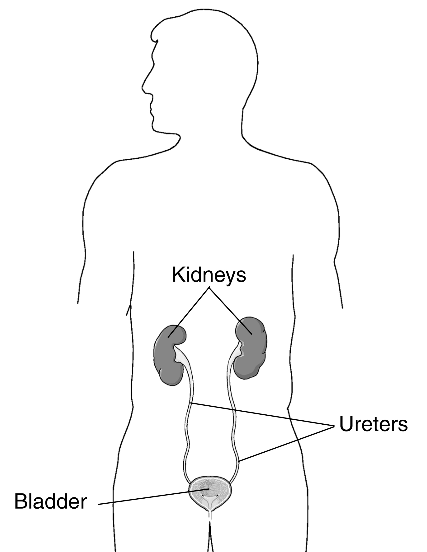 Urinary tract in a male figure with labels for the kidneys, bladder ...