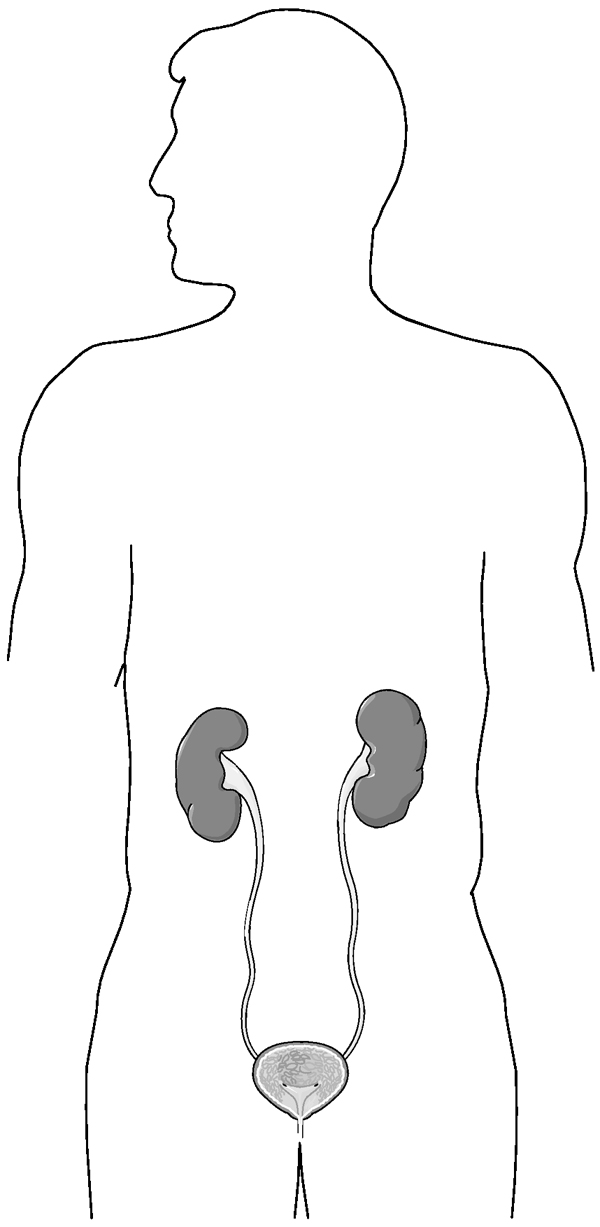 The Urinary tract in an adult male outline | Media Asset | NIDDK