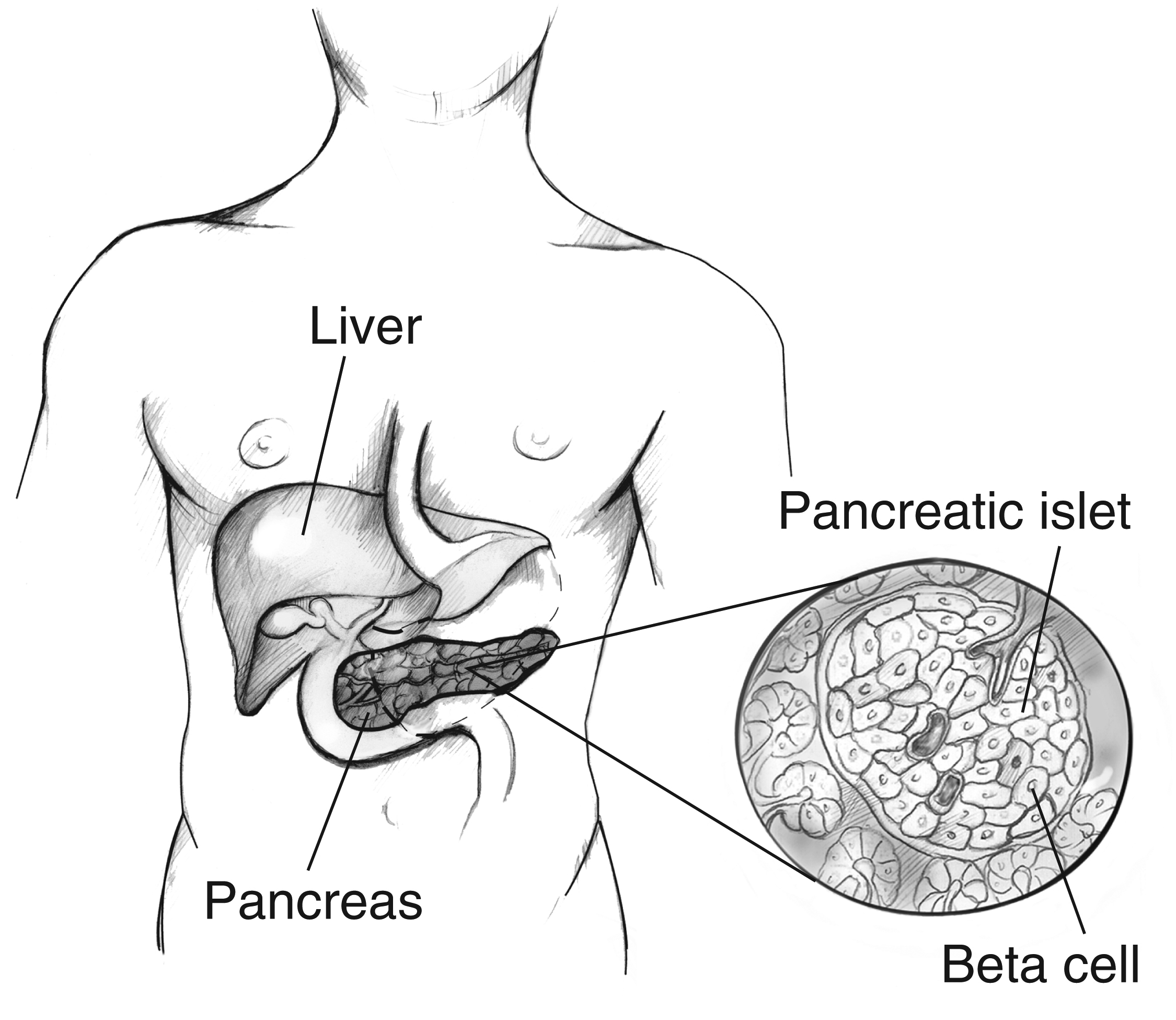 A body torso showing the location of the liver and the pancreas with an ...