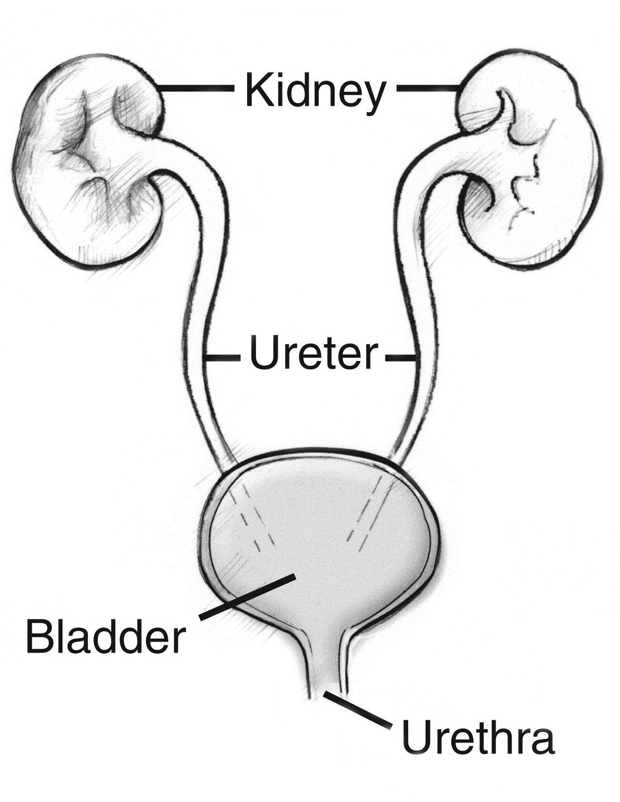 The urinary tract. Labels point to the kidney, ureter, bladder, and ...
