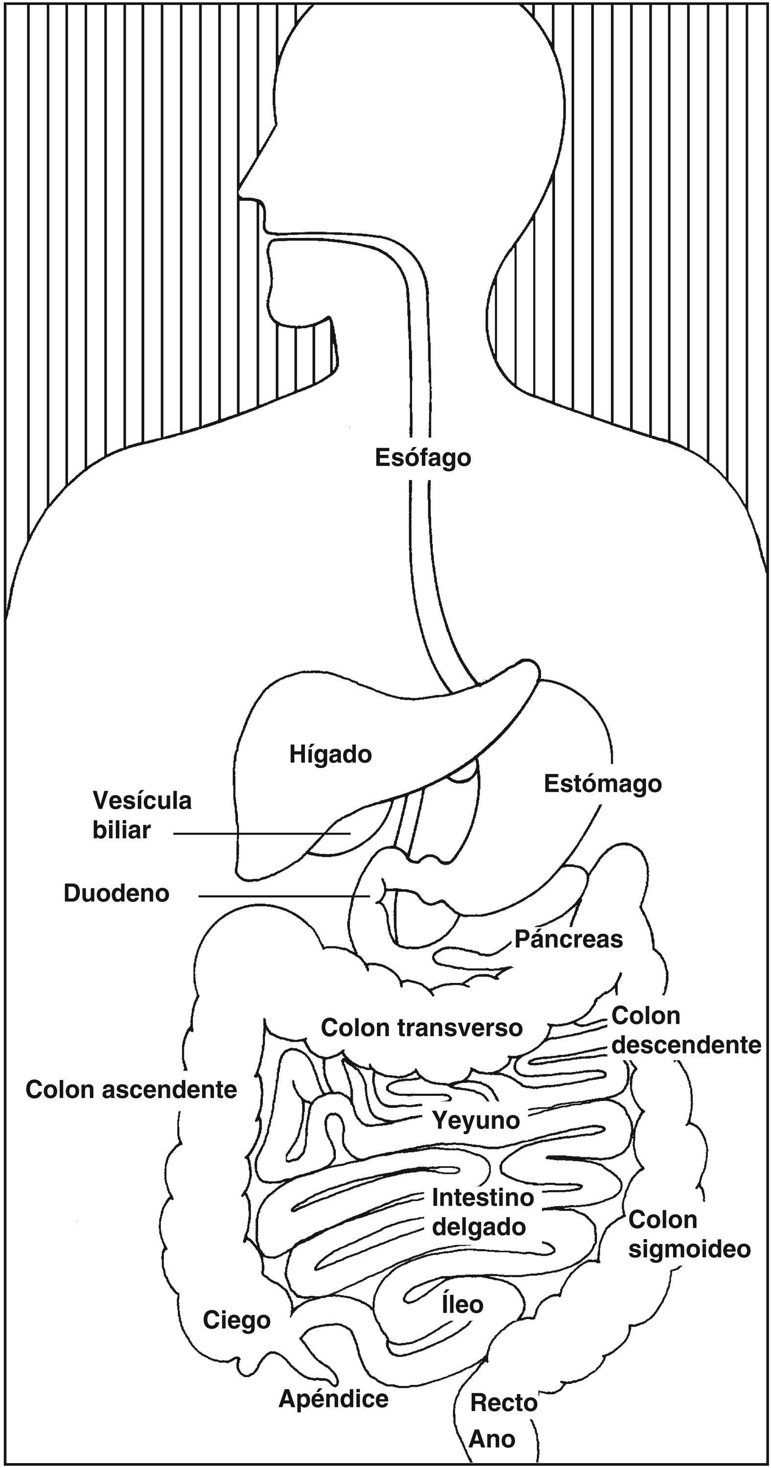 Aparato digestivo con las siguientes secciones enumeradas: esófago ...