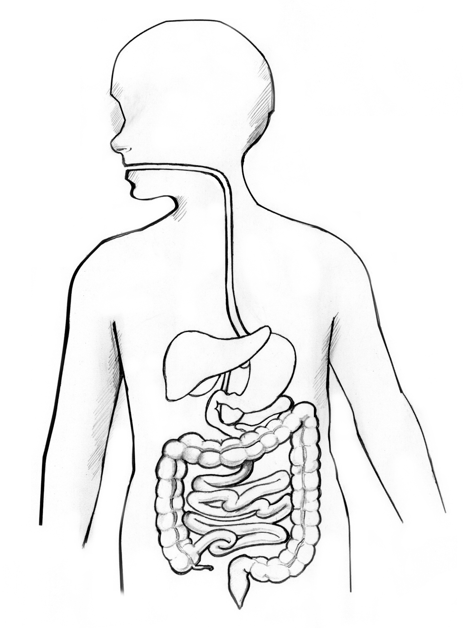 Gastrointestinal tract | Media Asset | NIDDK