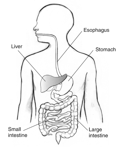 Esophagus For Kids