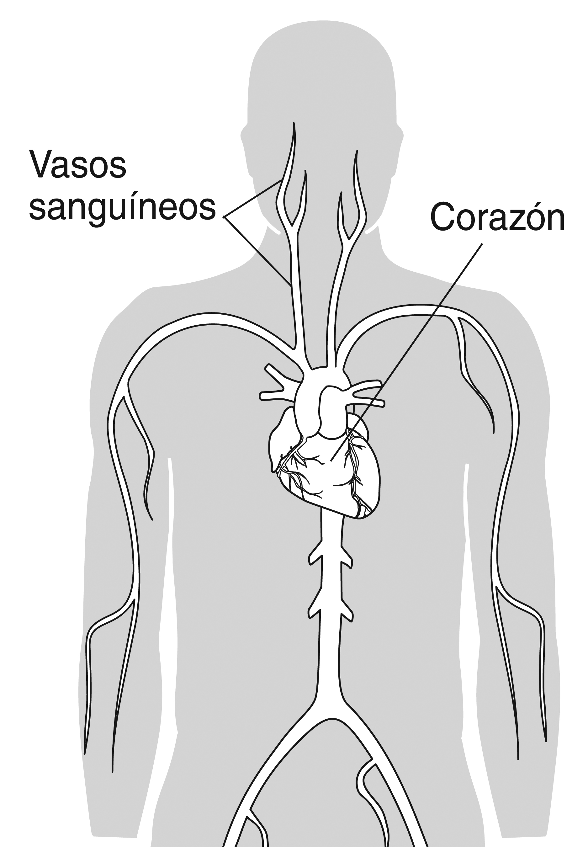 Un torso humano | Media Asset | NIDDK