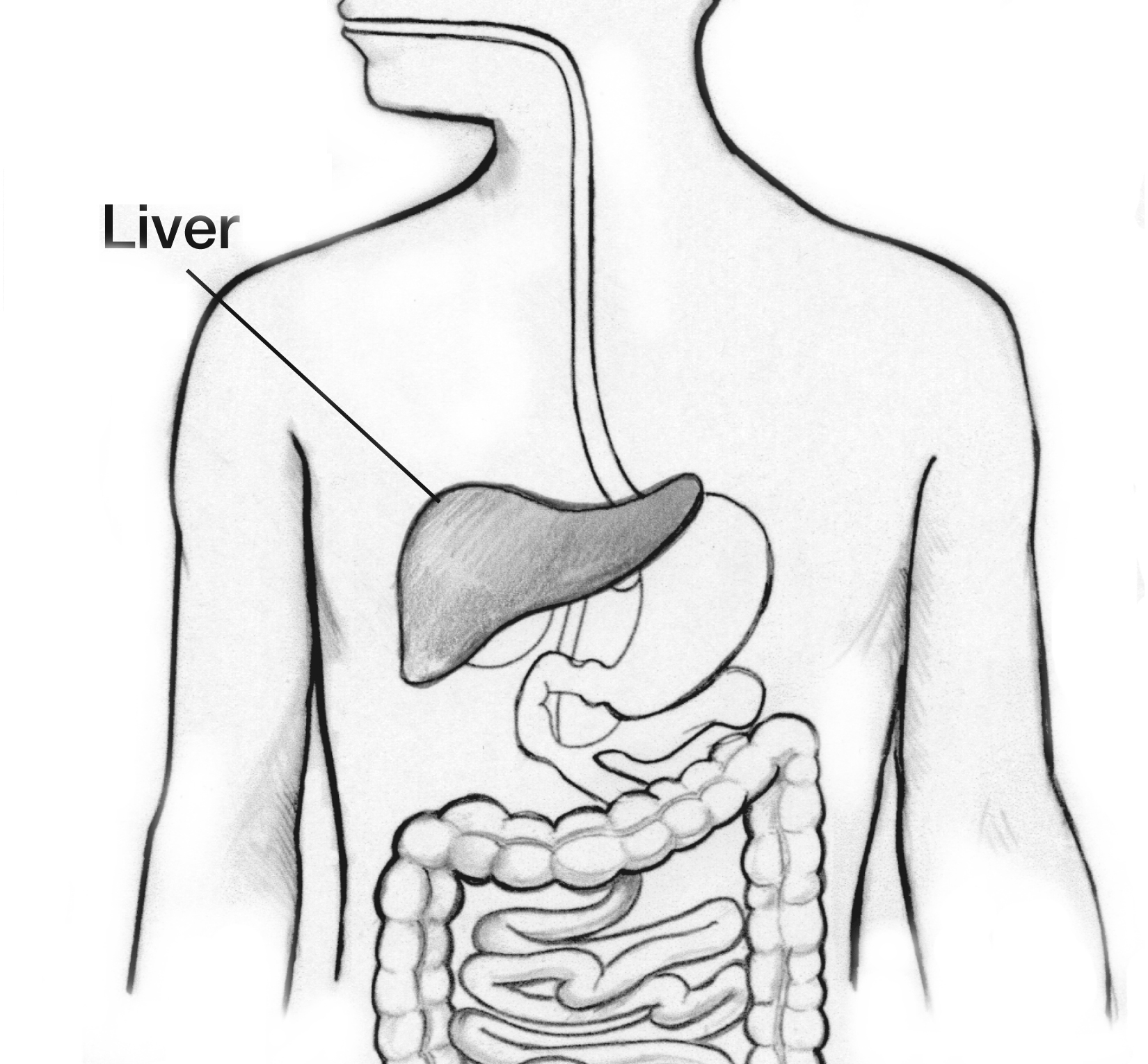 Diagram Of Liver And Kidneys