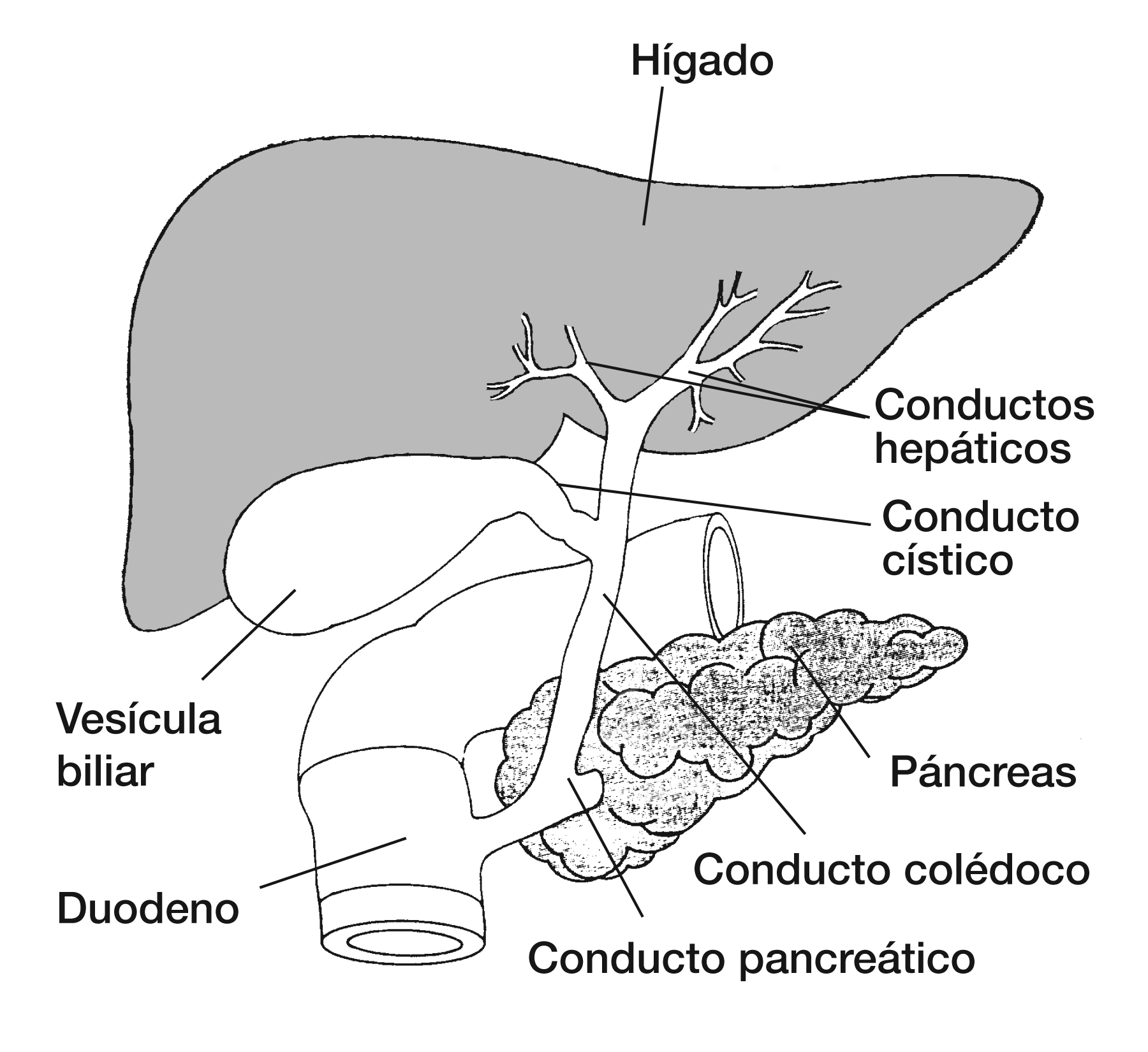 Ducto Pancreatico Pancreatic Duct Variations And The Risk Of