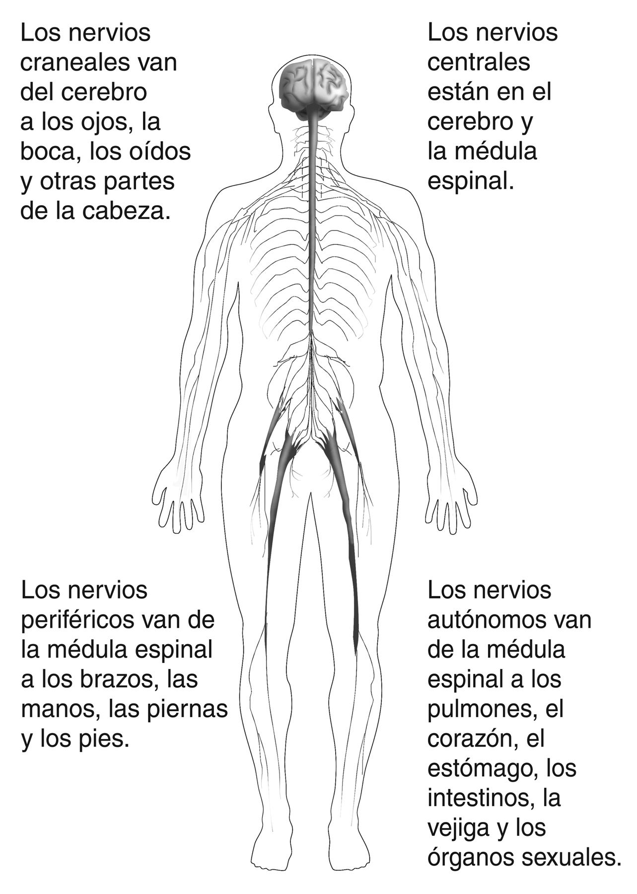 Cuerpo que muestra el sistema nervioso con descripciones de los cuatro ...
