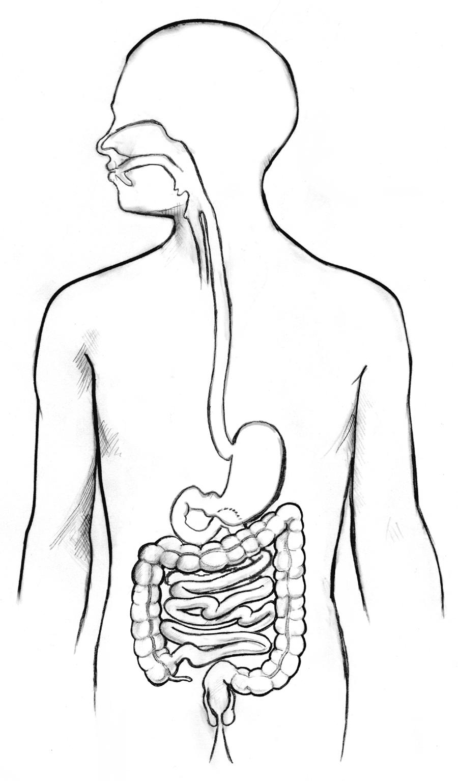 Digestive tract in the outline of a male figure | Media Asset | NIDDK
