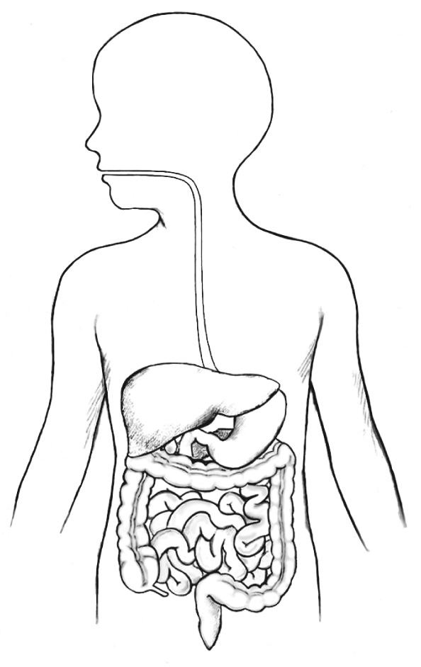 Digestive System Diagram For Kids Without Labels Digestive System Diagram For Kids Without Labels