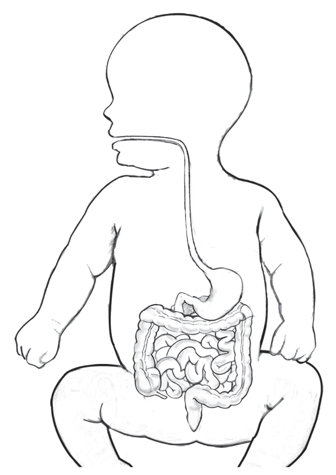 Digestive tract - infant | Media Asset | NIDDK