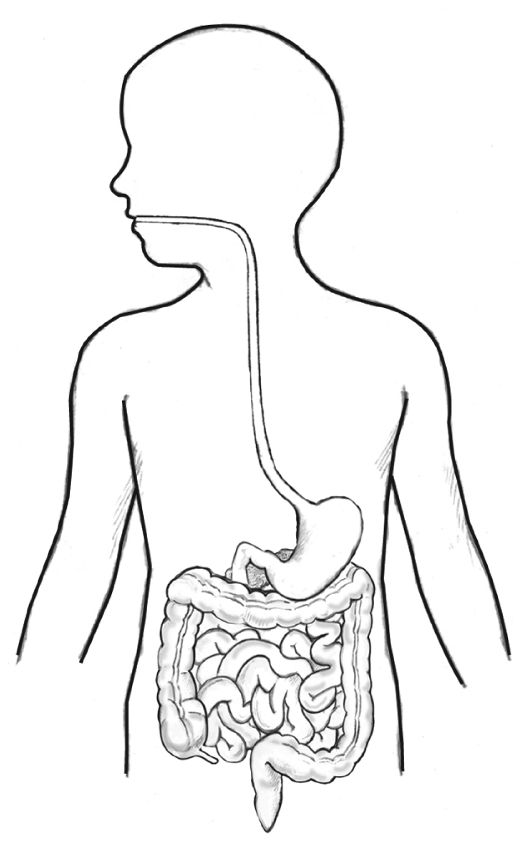 Digestive System Unlabeled For Kids