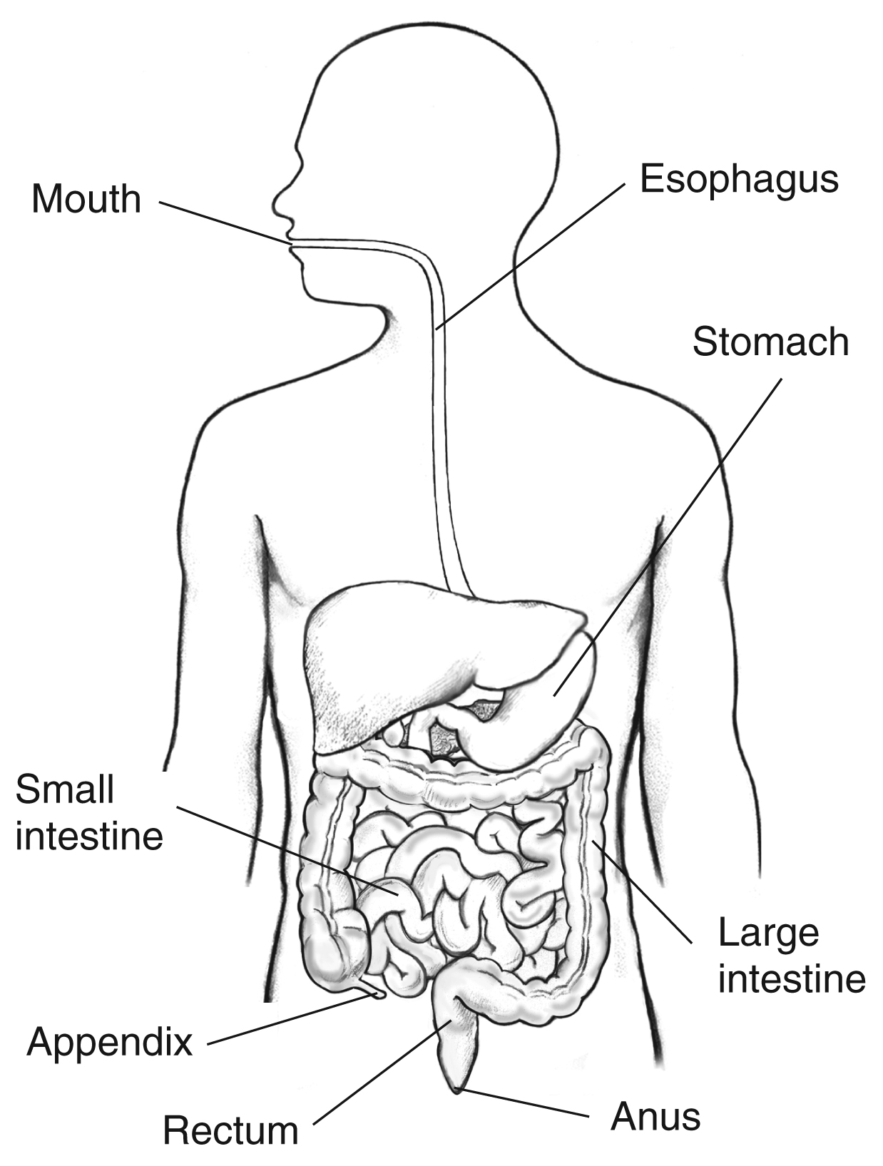 Digestive tract with labels for mouth, esophagus, stomach, small and ...