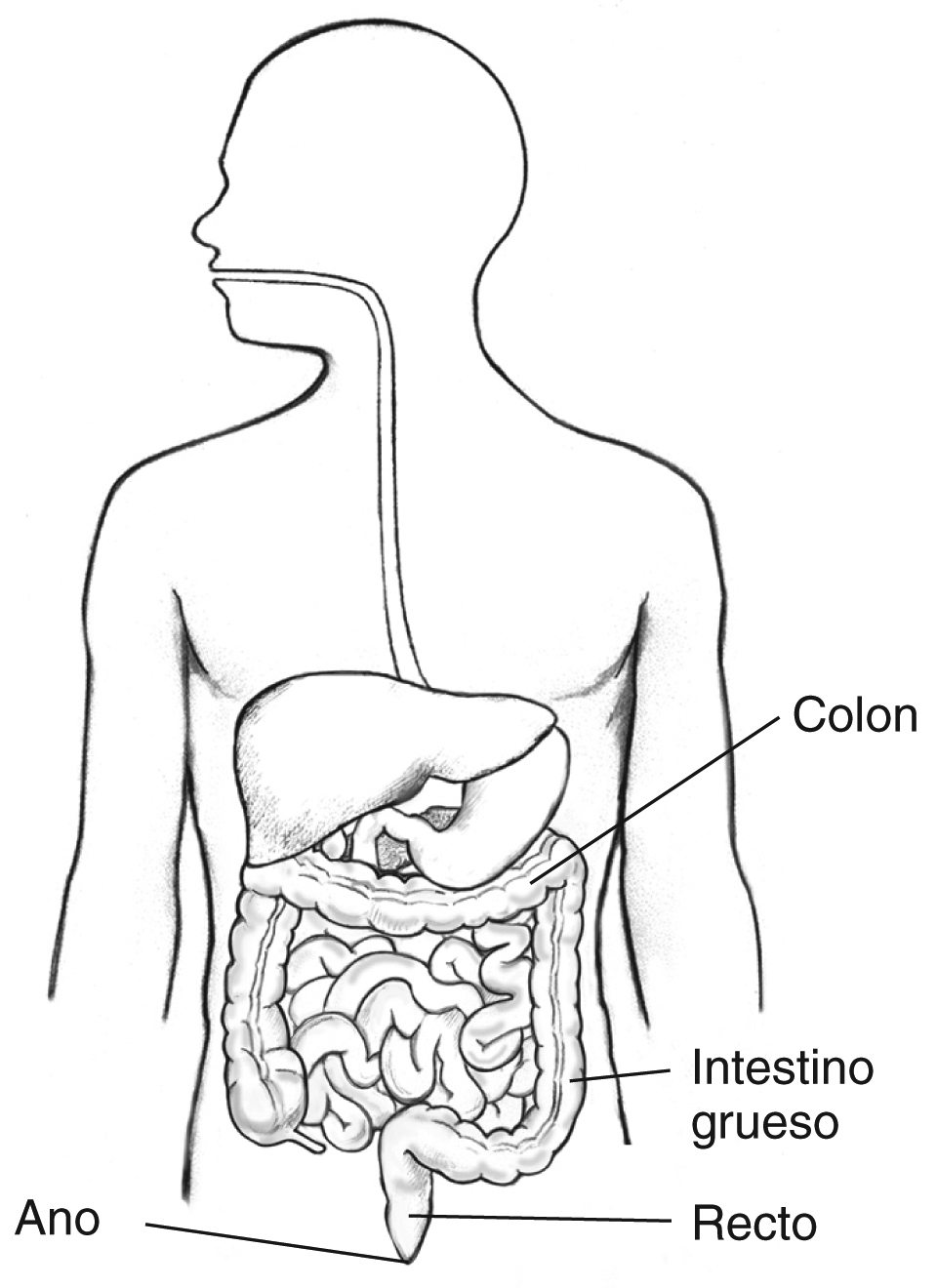 Imagen del tubo digestivo con un contorno de la parte superior del ...