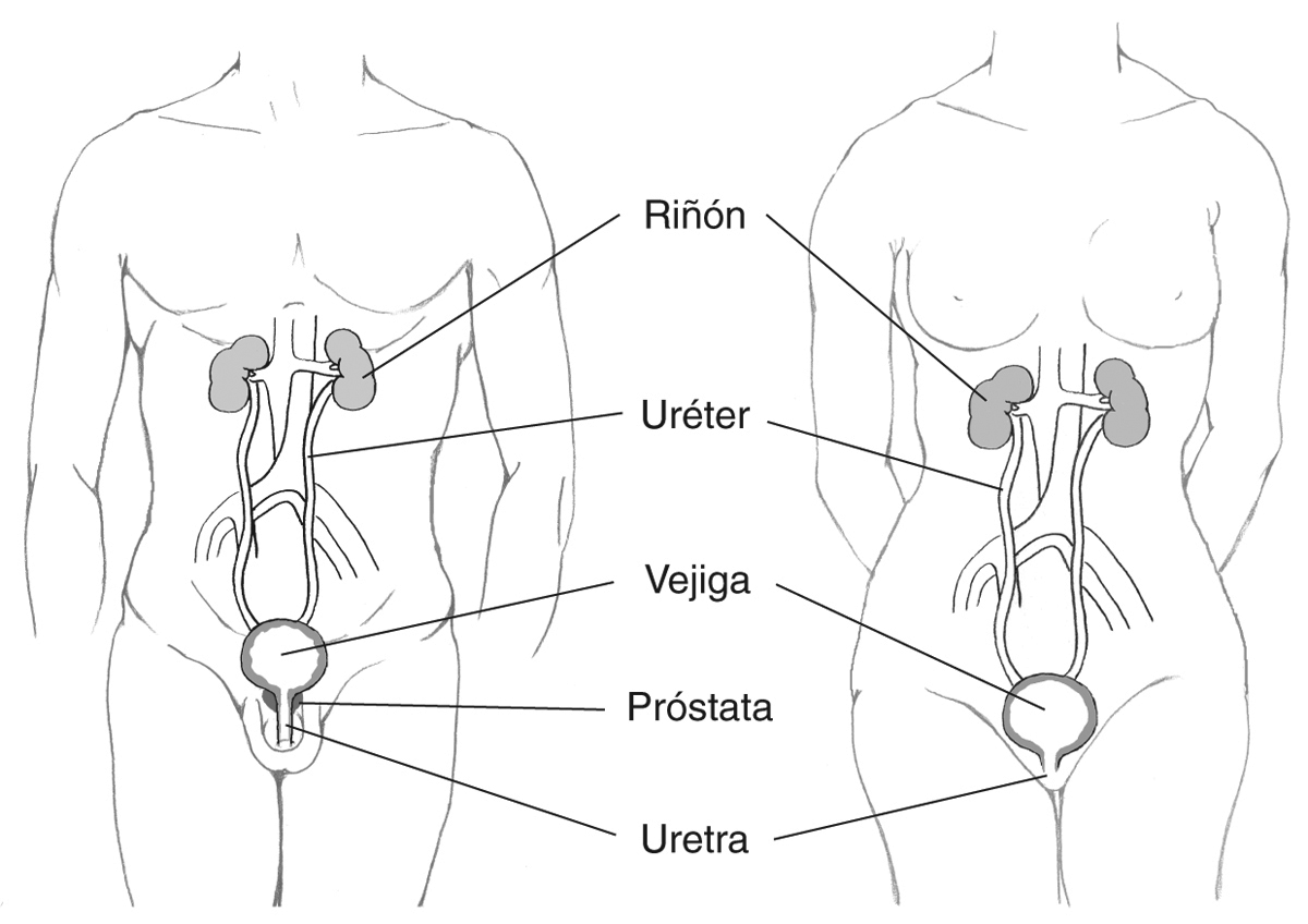 Aparato Urinario Sistema Urinariu Humanu Wikipedia
