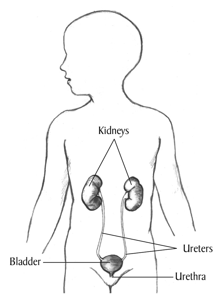 Drawing of the urinary tract inside the outline of the upper half of a ...