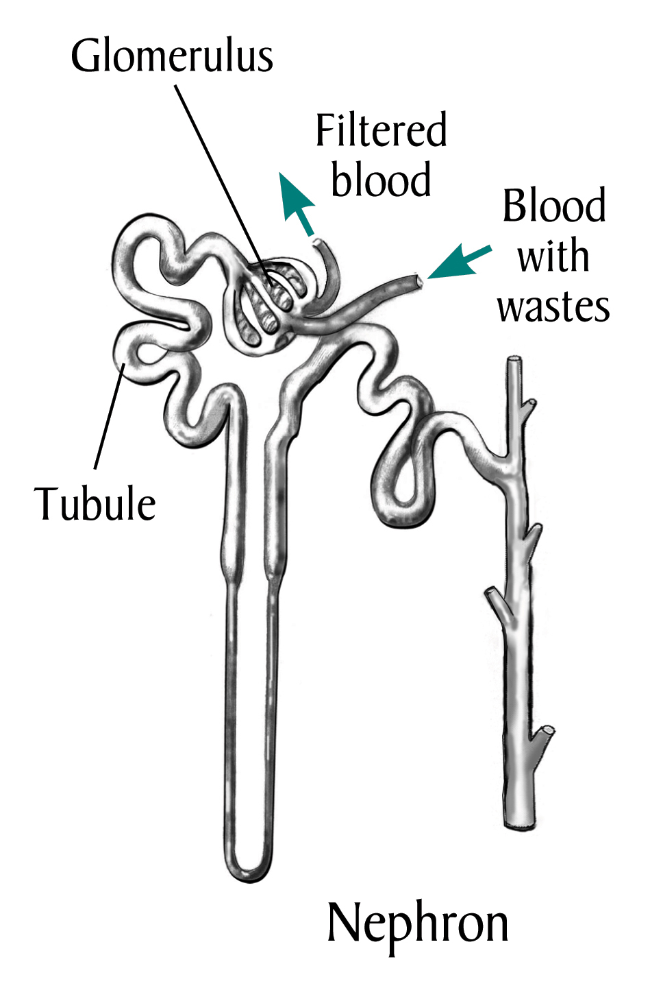 Drawing of a nephron, with labels pointing to glomerulus, tubule ...