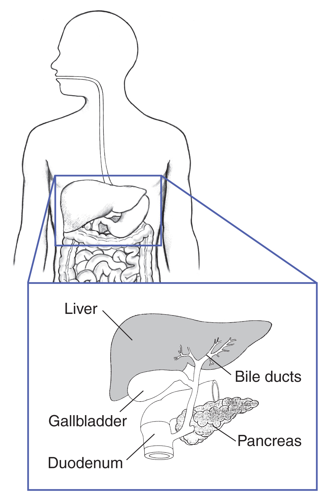 Liver, bile ducts, gallbladder, pancreas, and duodenum with labels ...