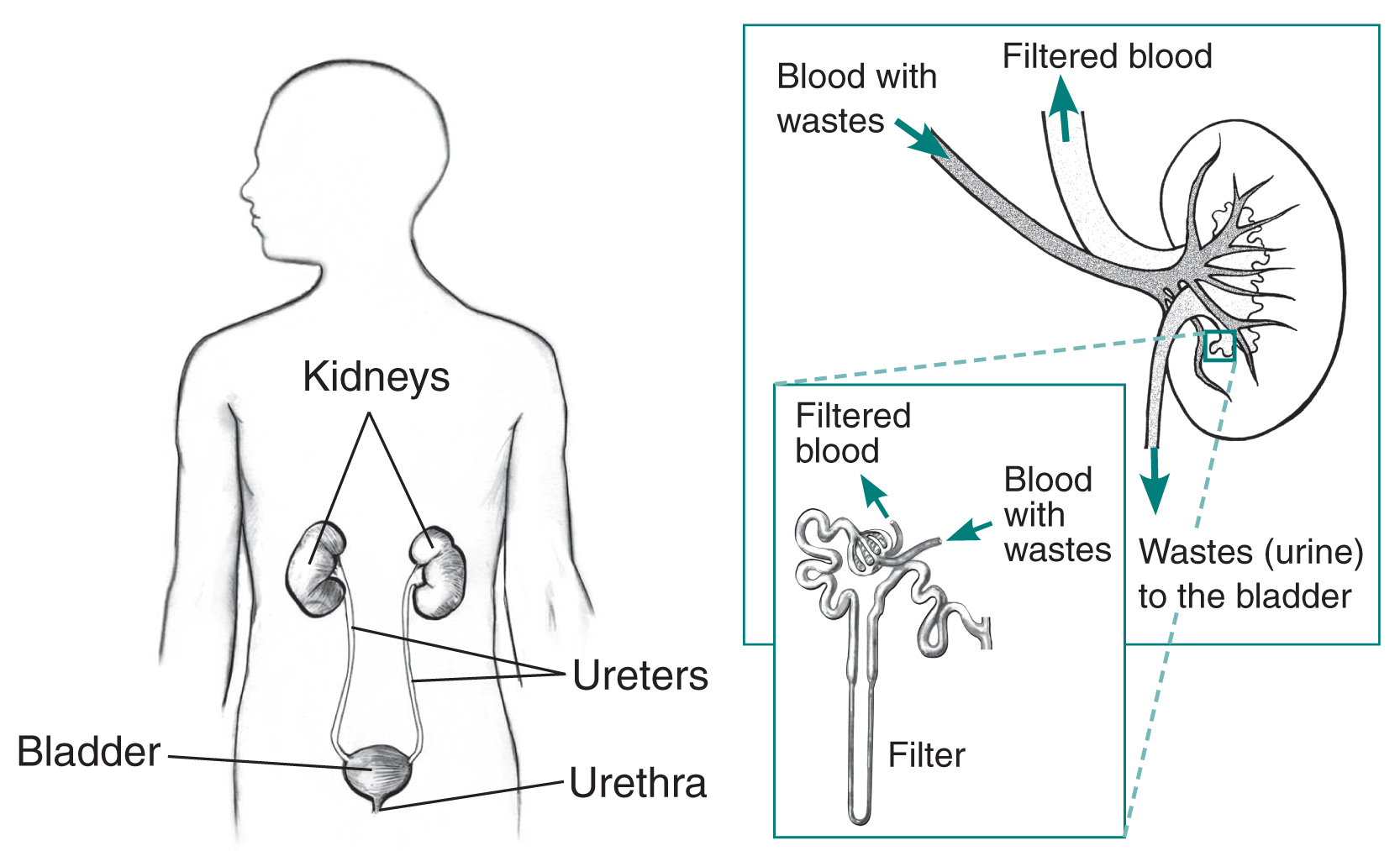 Male Urinary tract with insets showing the filtering process of the ...