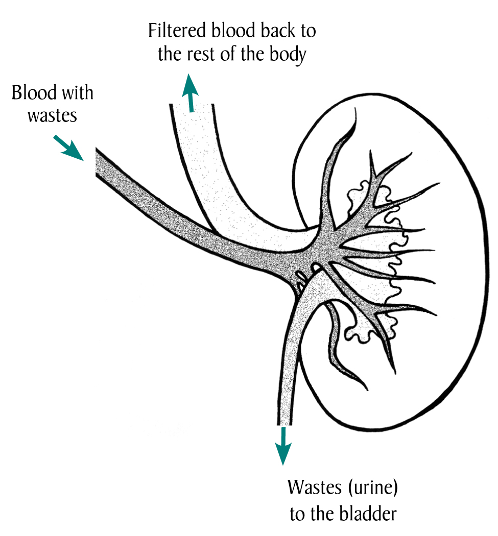 Kidney with labels pointing to blood with wastes, filtered blood back ...